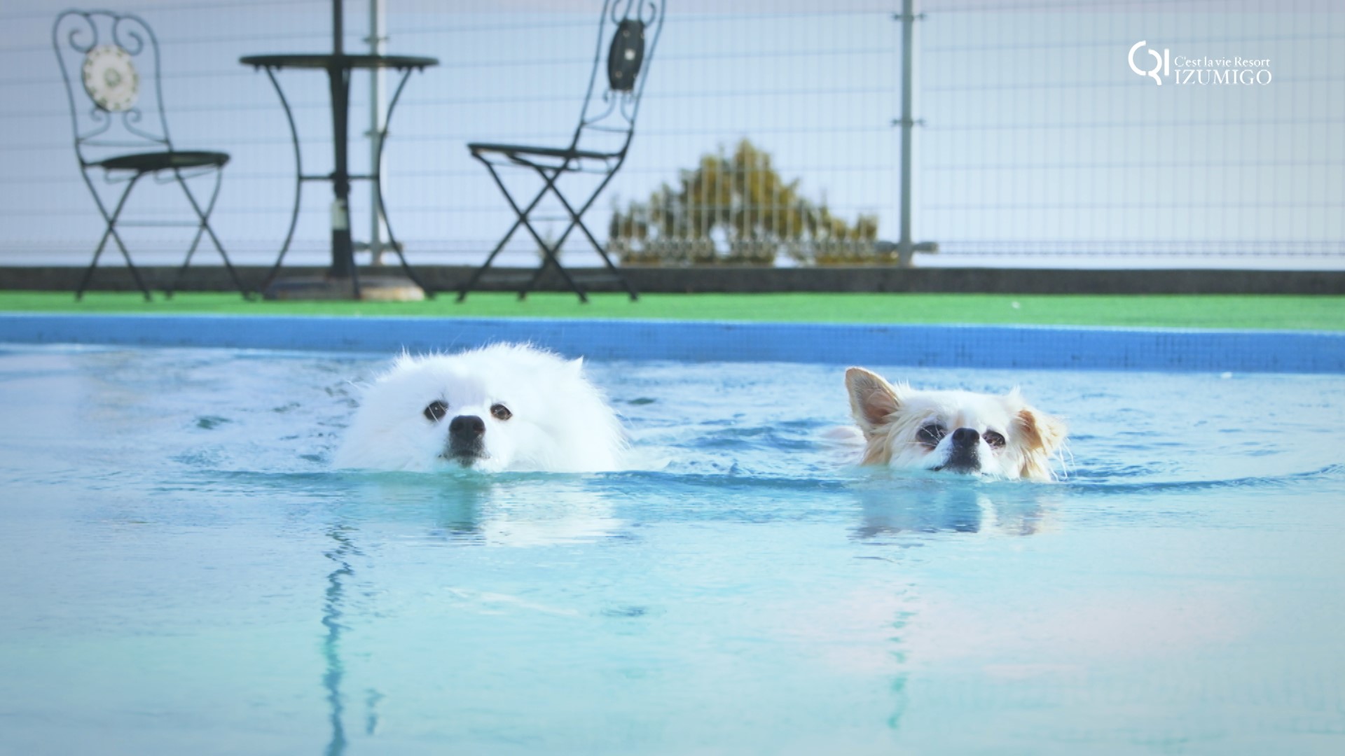 【Wan’s Resort・わんわんパラダイス】TVCM放送決定！ | PR EDGE