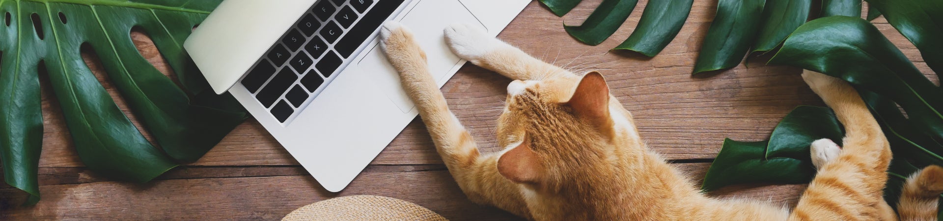 株式会社TEAM STACCATOのプレスリリース｜PR TIMES