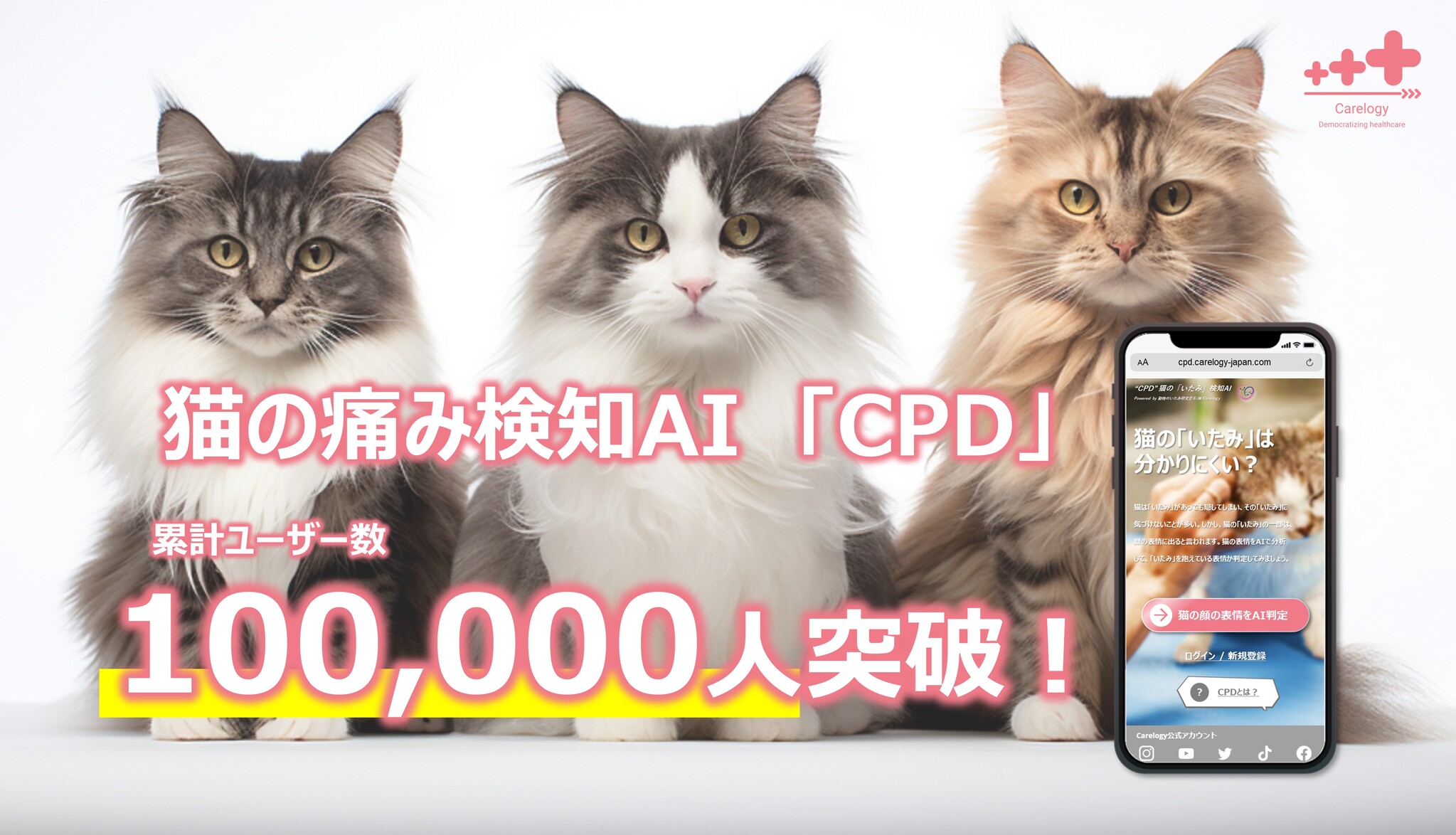 猫の痛み検知AI「CPD」がユーザー数10万人を突破しました！｜株式会社Carelogyのプレスリリース