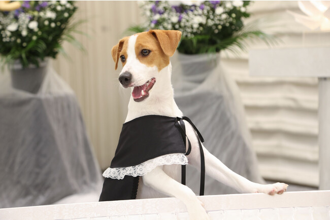 ペットも参加のJAのお葬式・家族葬 サービス提供のお知らせ｜株式会社JA東京中央セレモニーセンターのプレスリリース