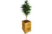 「KooNe Planter(クーネプランター)」を発売｜株式会社ATSのプレスリリース