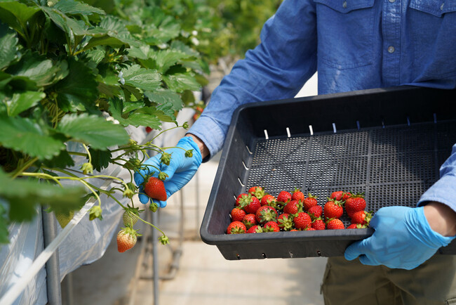 mino-lioが環境に優しいいちごをクラウドファンディングにて販売開始｜GNホールディングス株式会社のプレスリリース