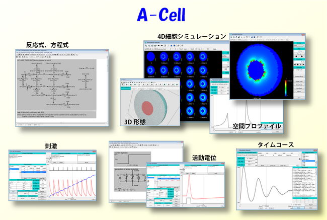 ”創薬、化粧品、食品研究開発の効率化”を生み出す「細胞シミュレーションの有効性とA-Cell」ウェビナー開催｜株式会社 True Cell ...
