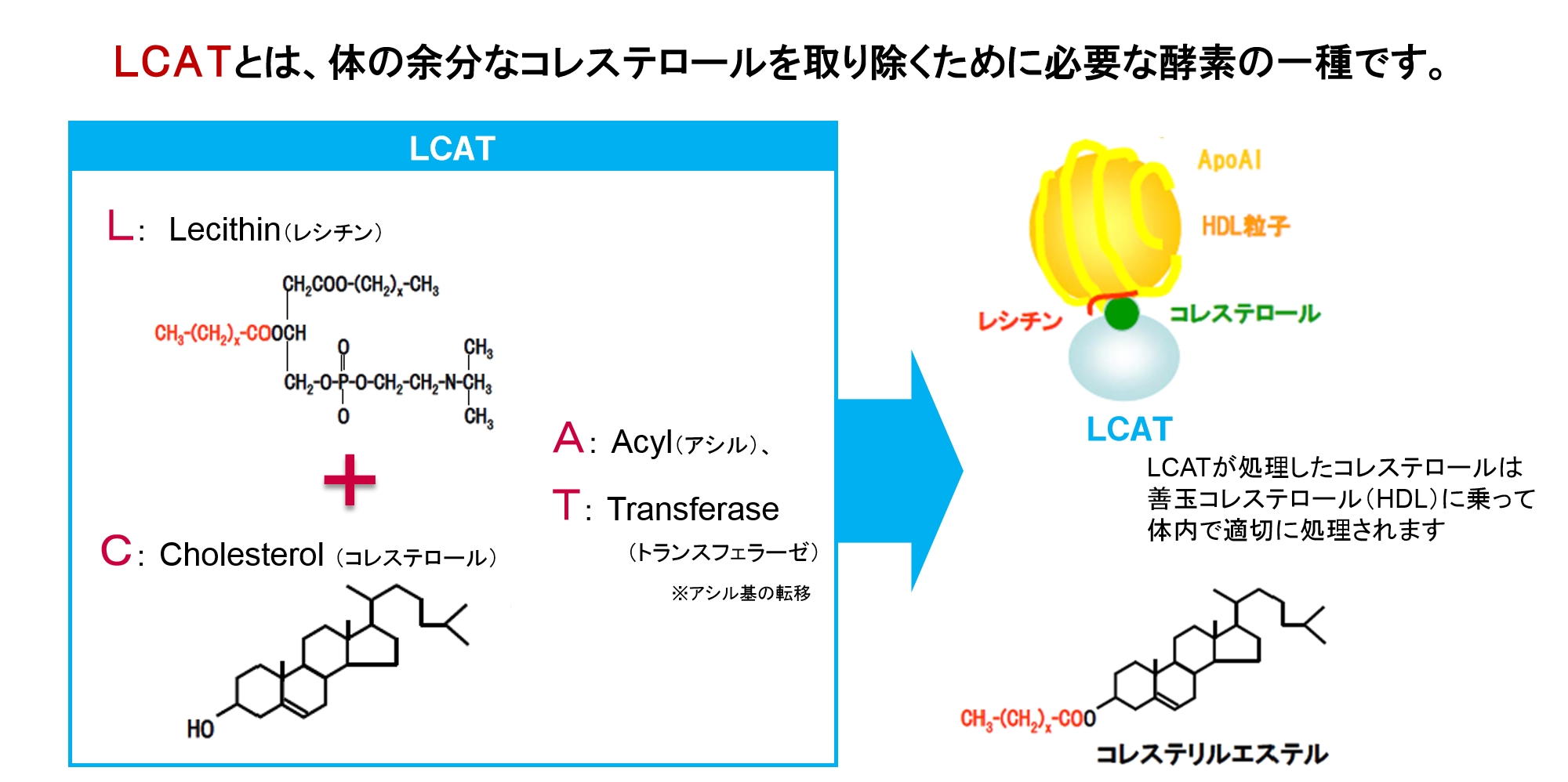 患者自身の脂肪細胞を使った遺伝子治療法を世界で初めて実施｜国立大学法人千葉大学のプレスリリース