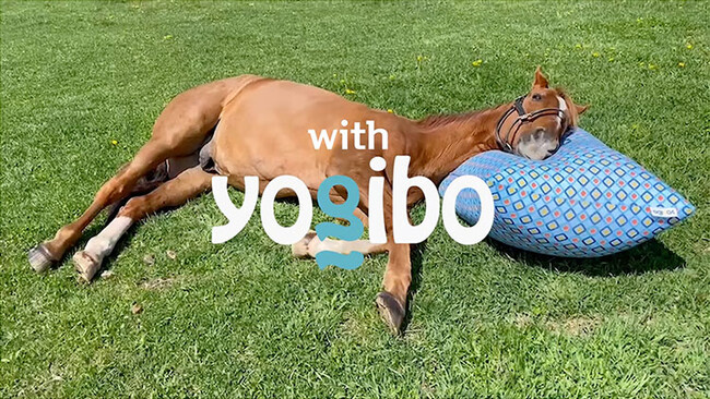 【with Yogiboプロジェクト】 スマートフォンで誰でも簡単にYogiboのCMが作れるYogibo CMメーカーアプリをリリース。 - ZDNET Japan