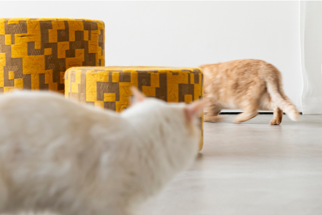 KANADEMONOより、爪とぎ対策不要「猫の手も借りたいスツール」発売開始。ひっかいた痕がデザインに。「人と猫の生活に調和する」アイテムも同時発売。 (2023年11月28日 ...