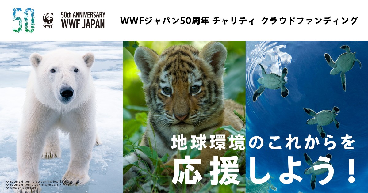 Fintertech「KASSAI」でWWFジャパン（世界自然保護基金ジャパン）がキャンペーンを開始｜Fintertech株式会社のプレスリリース