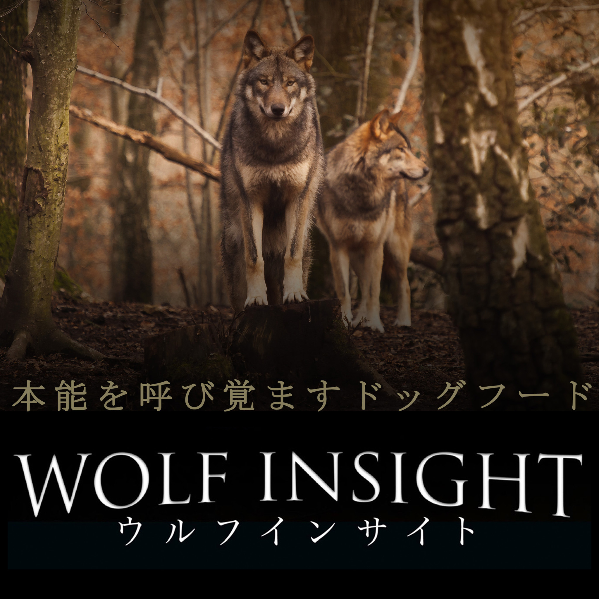 「Wolf Insight (ウルフインサイト)」65/35シリーズにて新商品を発売｜株式会社YGGDRASILLのプレスリリース
