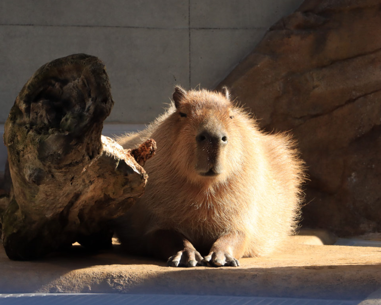 アトアの可愛い生きものたちがリラックスピロークッションになって新発売！神戸の港の劇場型アクアリウム【AQUARIUM×ART átoa（アトア ...