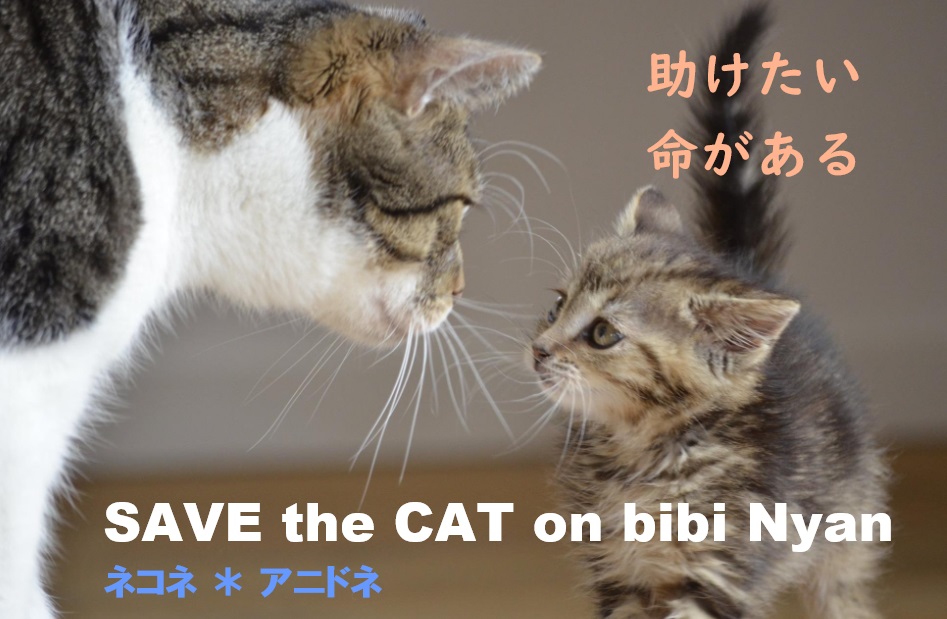 CAMPFIREのクラウドファンディングにて、支援金の5％が保護猫活動の寄付になる『 SAVE the CAT on bibi Nyan 』がスタートしました！！｜合同会社 NeCoNeの ...